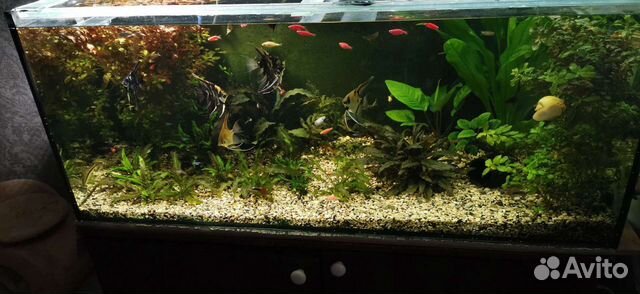 Аквариум 300 литров