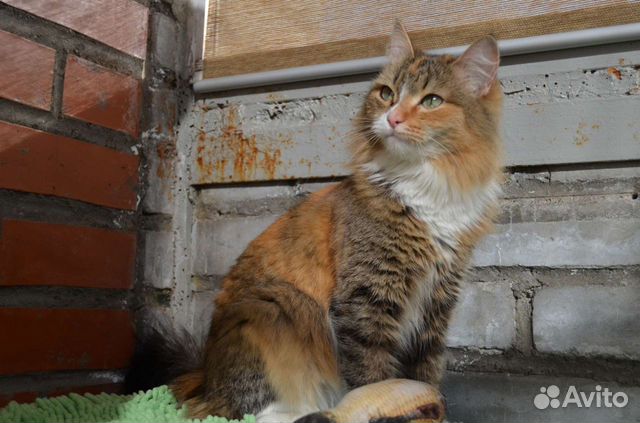 Отдам молодую кошечку