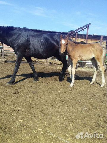Продам кобылу с жеребёнком