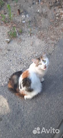 Кошечка в добрые руки