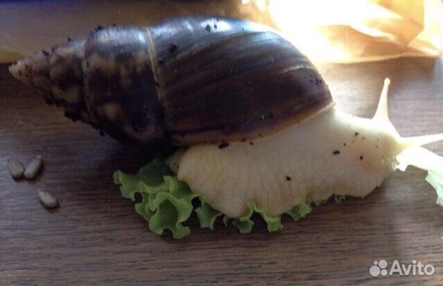 Улитка Ахатина