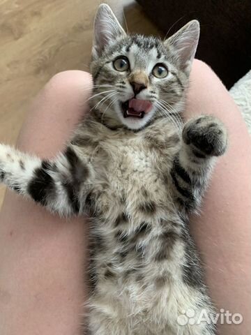 Котенок девочка 2,5 месяца