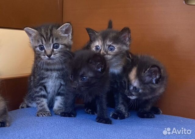 Котята 1,5 мес
