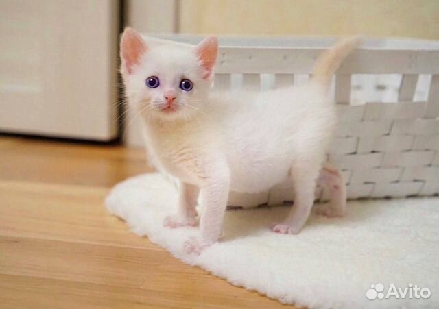 Шикарный котенок Шелдон