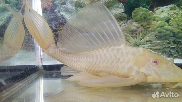 Самка сомика-Анциструса