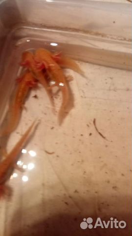 Продам аксолотлей