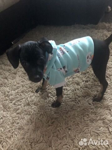 Продам той терьера