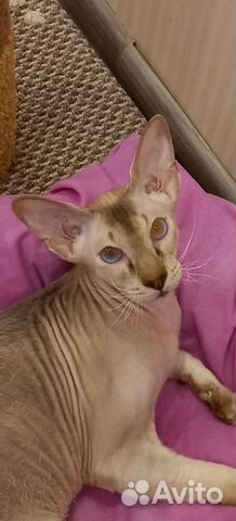 Кошка