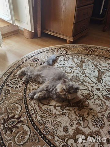 Кошка в дар