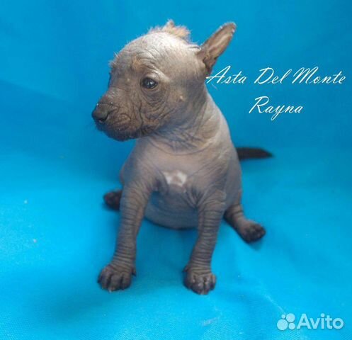 Ксолоитцкуинтли / Мексиканская голая миниатюра