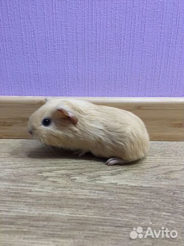 Морская свинка