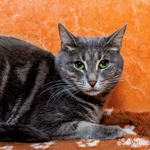 Самая красивая в мире кошка - Мишель в добрые руки