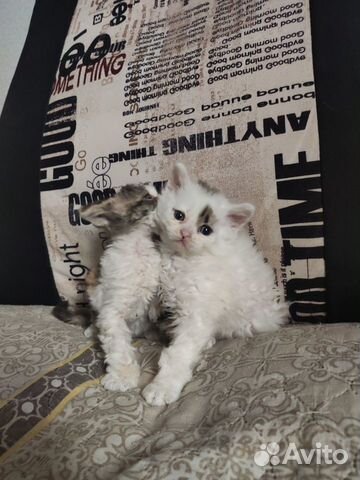 Забавные кудрявые котята