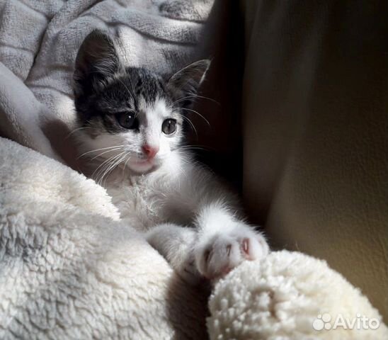 Котенок Степаша 2 мес