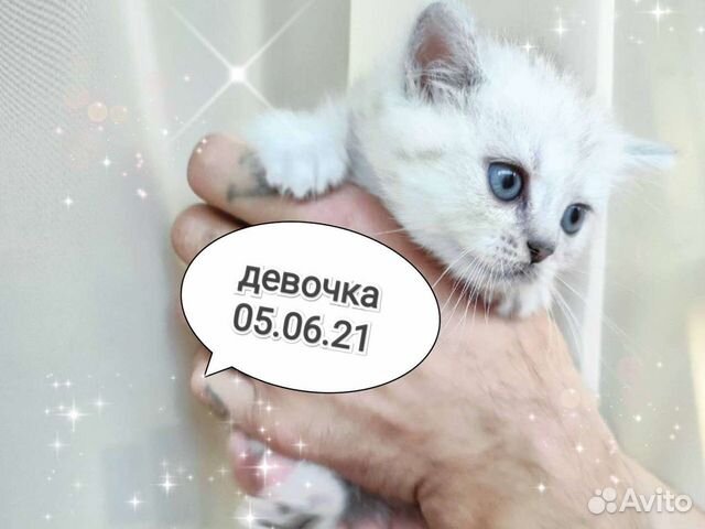 Британка