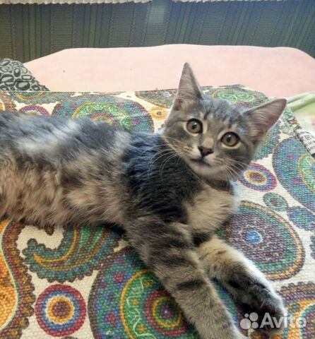 Лапочка котенок мальчик 4 месяца в добрые руки