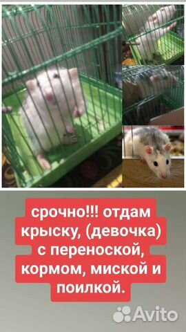 Крыса дамбо бесплатно