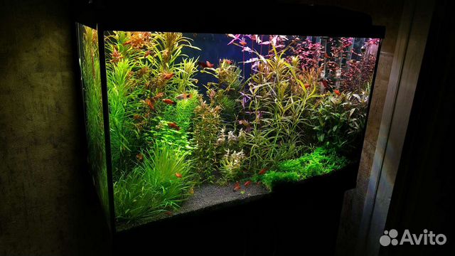 Аквариумные растения