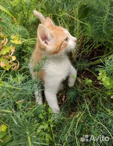 Котёнок Кузя