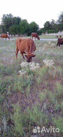 Продаю коров
