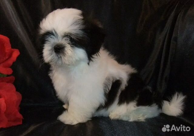 Ши-тцу малыши