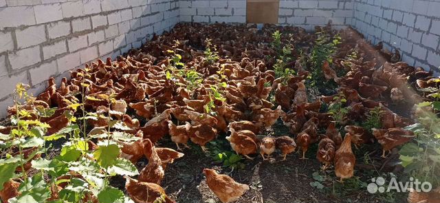 Куры молодки