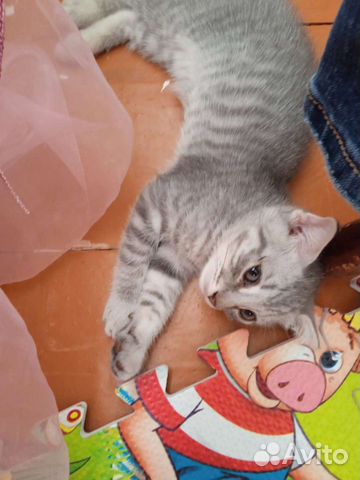 Котенок шотландец