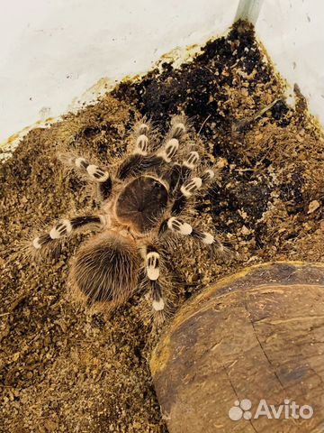 Паук-птицеед