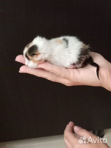 Новорожденный котёнок