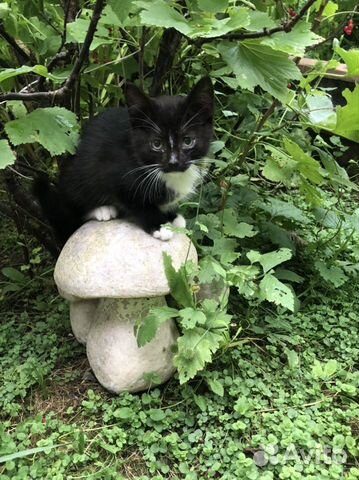 Котенок Мотильда ждет родителей