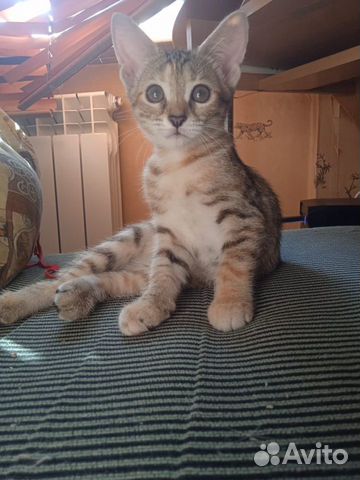 Котята