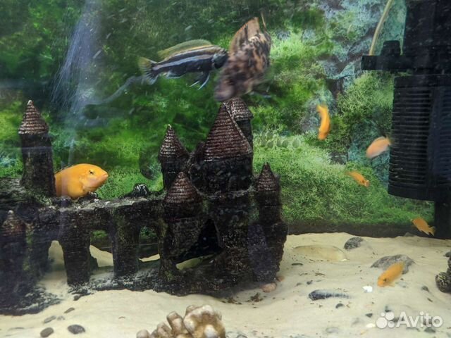 Мальки цихлид в дар