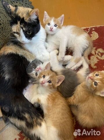 Котята