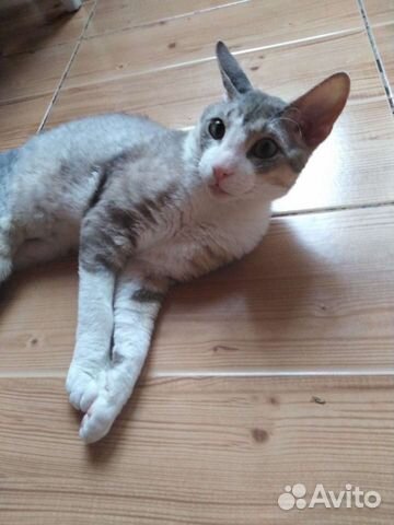 Корниш-рекс