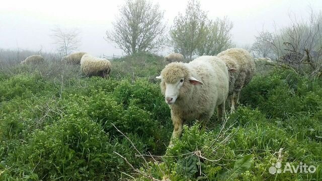 Северокавказская мясошерстная