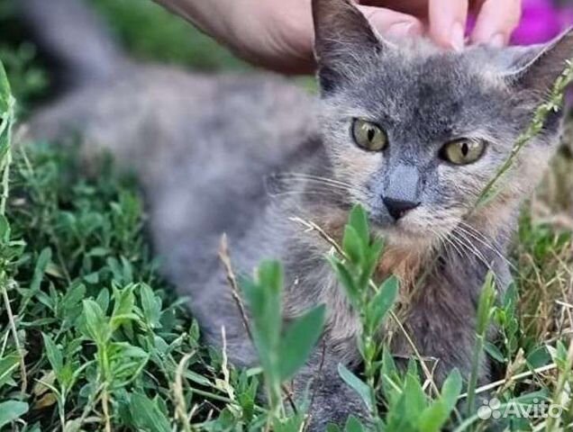 Кошечка очень интересного окраса