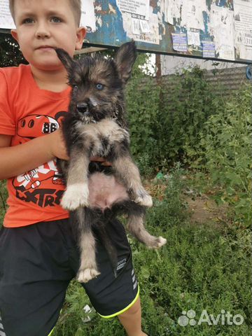 Собака Щенок