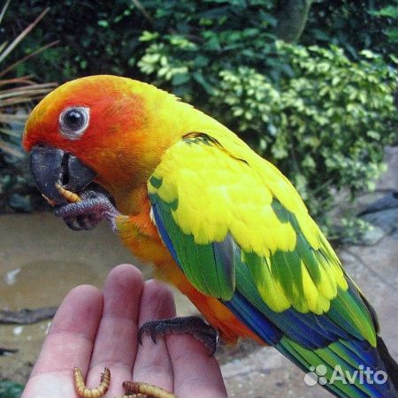 Солнечный аратинга (Aratinga solstitialis) выкормы