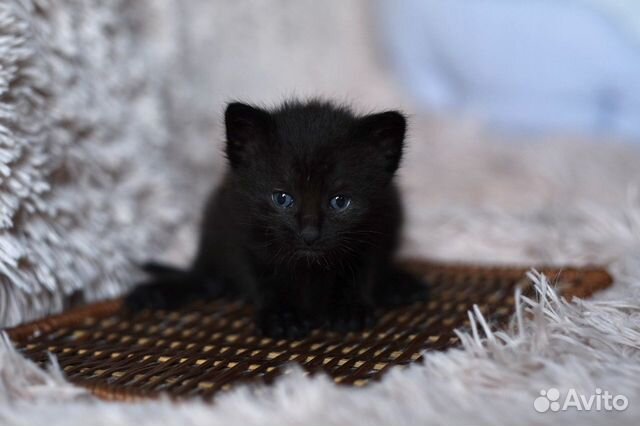 Котёнок Шоколад ищет свою семью