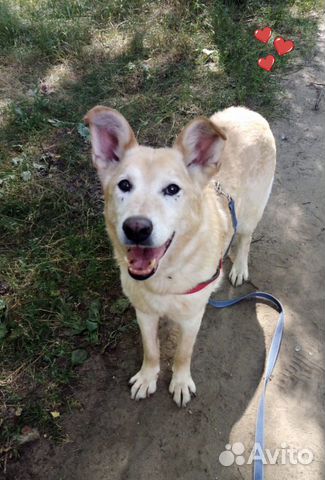 Классный Ганс в добрые руки