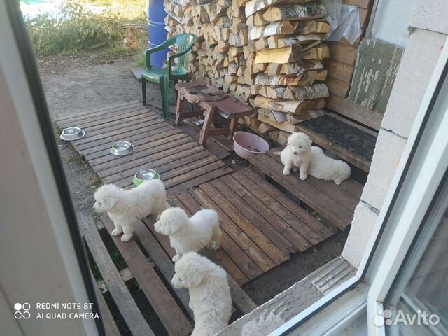 Маремма абруцкая овчарка