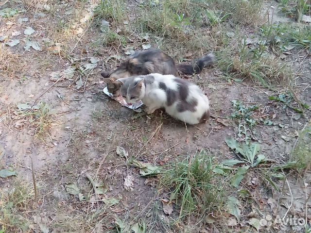 Родители и 2 котенка примерно по 3 недели