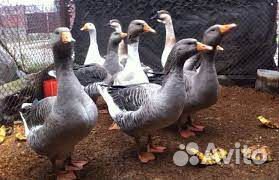 Гусята серые крупные
