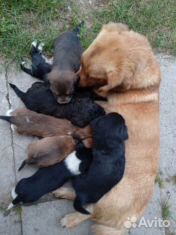 Щенки таксы