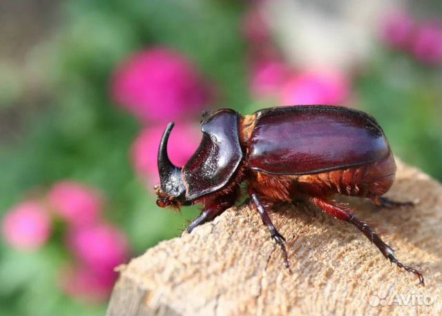 Жук носорог