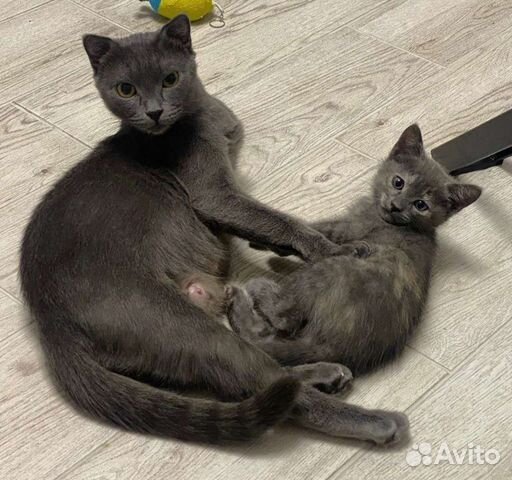 Маленькая метисочка