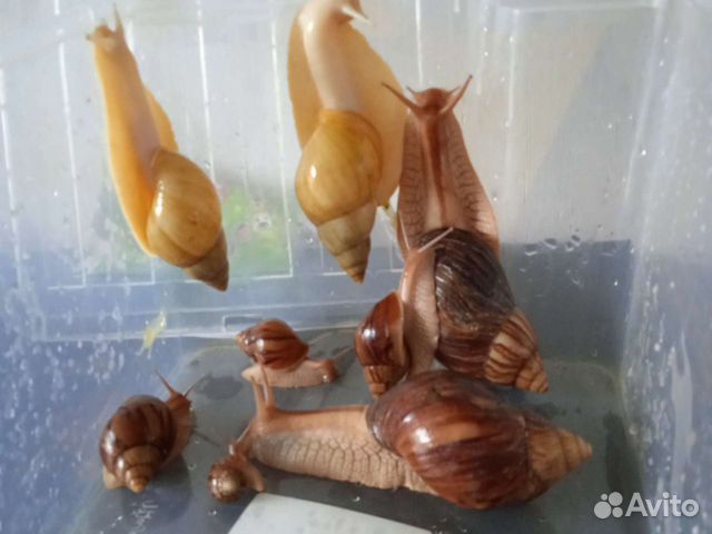 Отдам бесплатно улиток ахатин