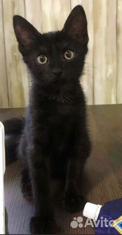 Пеппи ищет дом