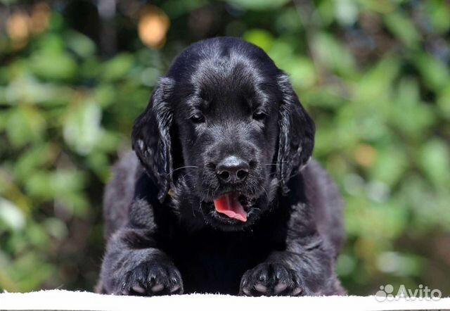 Щенки flat-coated retriever