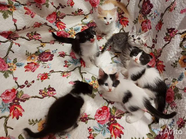 Шотландские котята в добрые руки